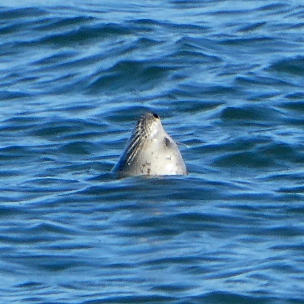 Fort Baker (11/15/2022) – The Afternoon Naturalist