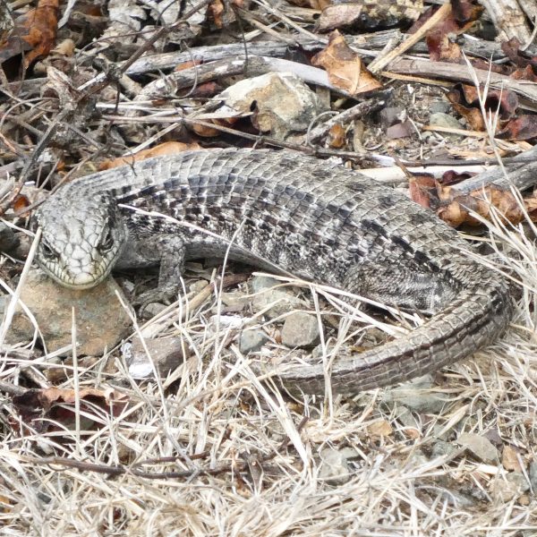 Rodeo Lagoon (9/4/2023) – The Afternoon Naturalist