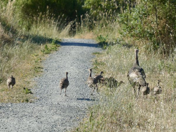 Skyline Ridge Open Space Preserve (7/7/2025) – The Afternoon Naturalist